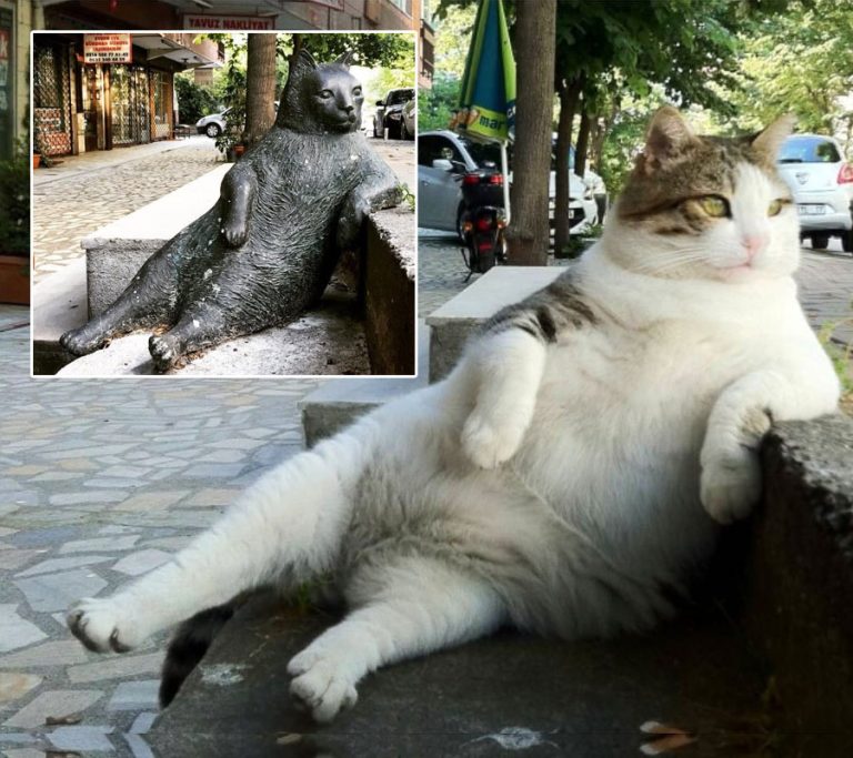 La leyenda de Tombili: La gatita que conquistó el corazón del mundo ...