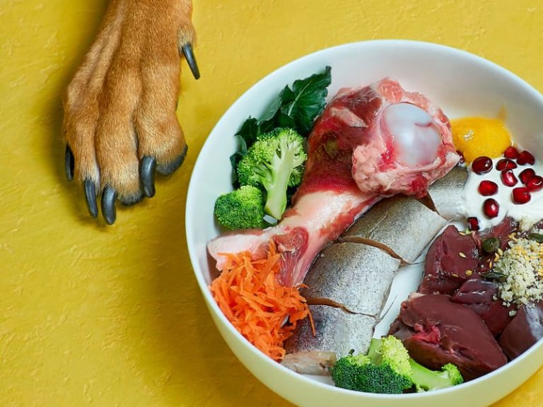 La dieta BARF en perros y gatos: Lo que necesitas saber - Adopta una ...