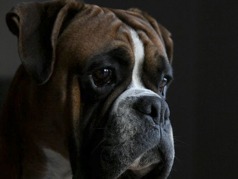 Síndrome Braquicefálico en perros: Identificación y tratamiento ...