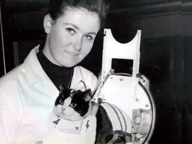 Félicette: La gatita que viajó al espacio. - Adopta una Mascota